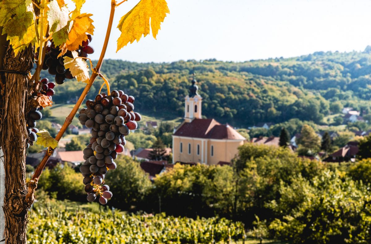 Minőségi borok, finom ételek és vezetett pincejárás: ez a Mecseknádasdi ...
