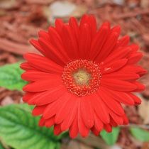 Asebes felhasználó adatlapja - 2 étteremértékelés