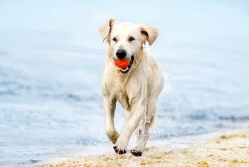 Ebpart, a kutyastrand Sarud vélemények - Jártál már itt? Olvass ...